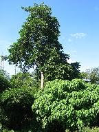 Philippine Native Forest Trees: Bangkal tree with curious orb like flowers.