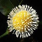 Philippine Native Forest Trees: Bangkal tree with curious orb like flowers.