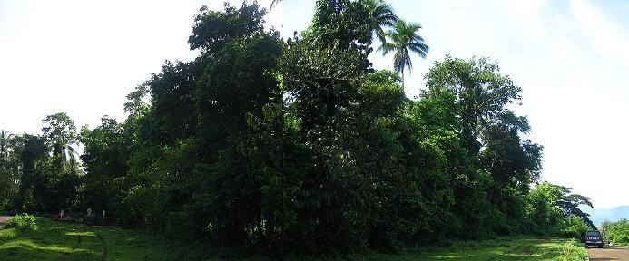 Philippine Native Forest Trees: Pushing native trees to their limit.