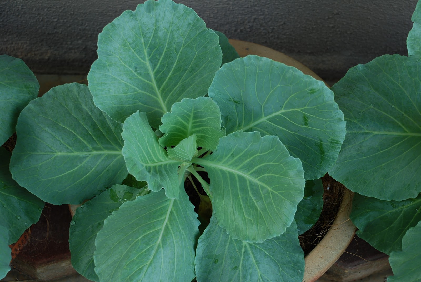 My little vegetable garden: The progress of 4 cabbages.