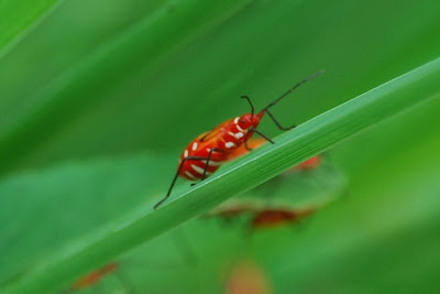 My little vegetable garden: A colony of red bugs in our garden