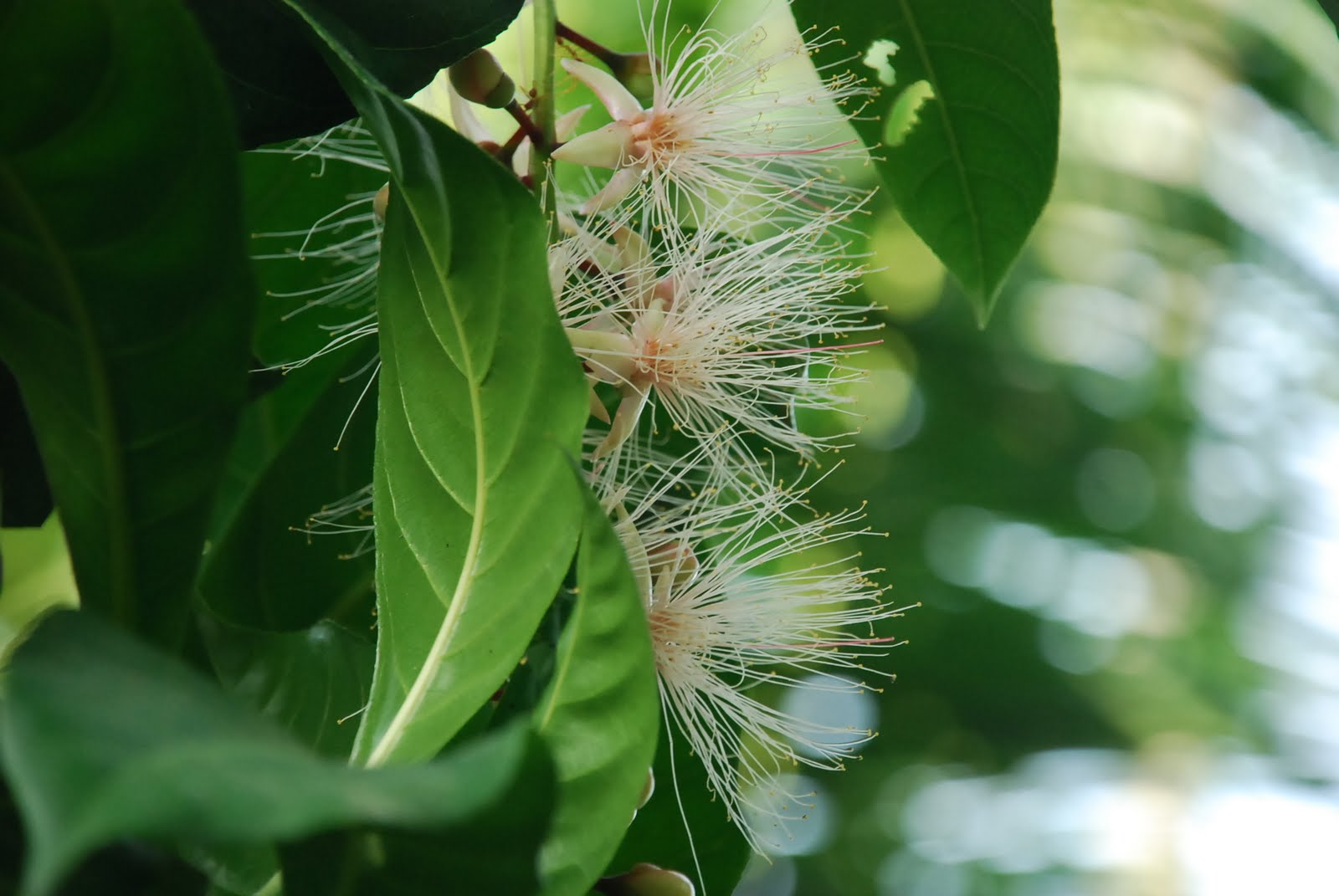 My little vegetable garden: Scrutinizing buah putat in Sitiawan.