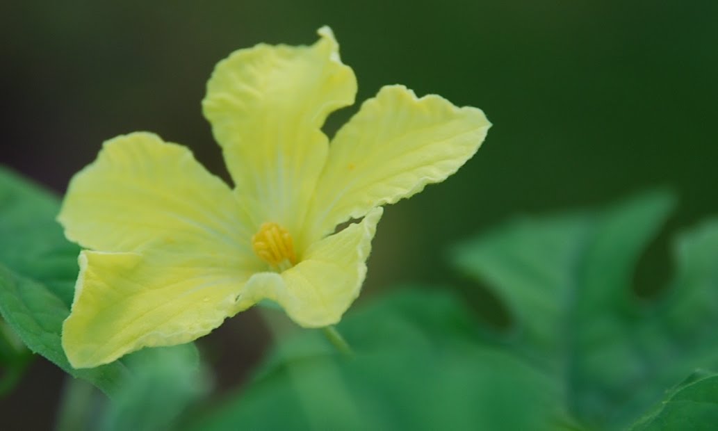 My little vegetable garden: bitter gourds: the male flowers