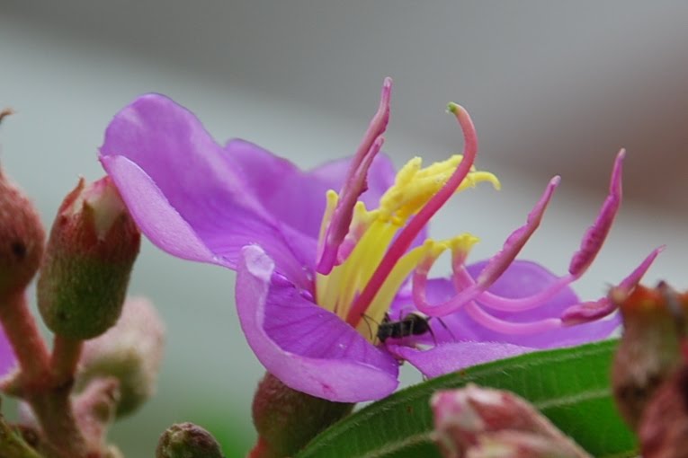 My little vegetable garden: When Senduduk blooms