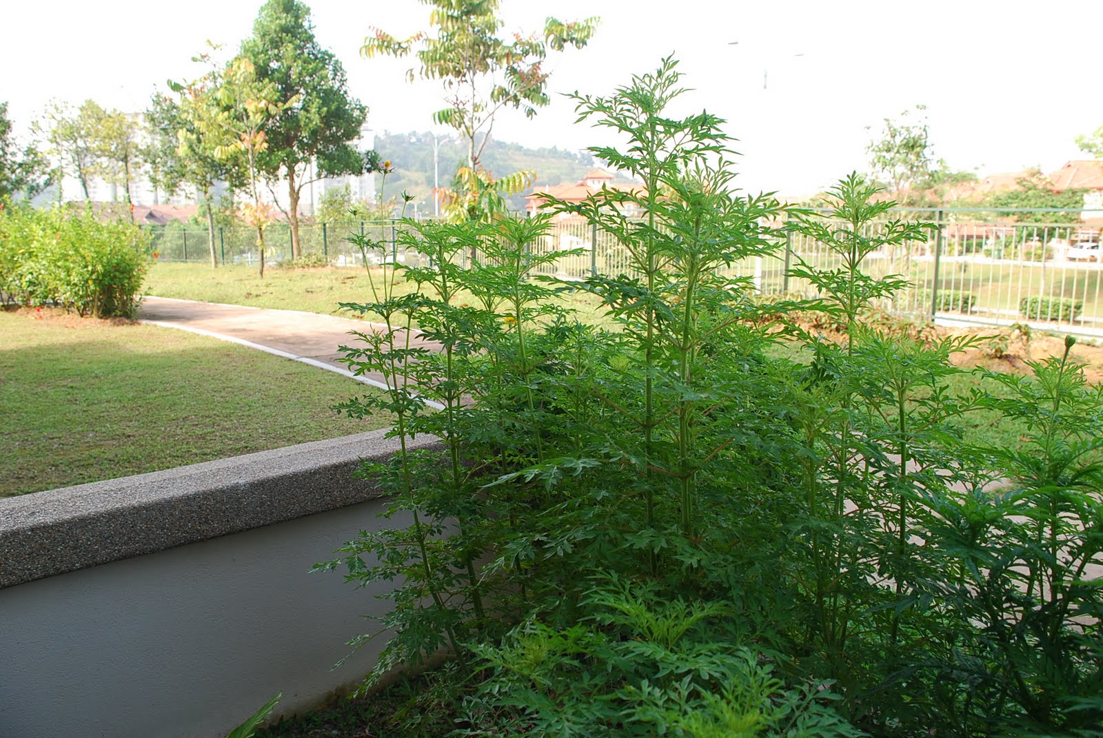 My little vegetable garden: ulam raja is blooming