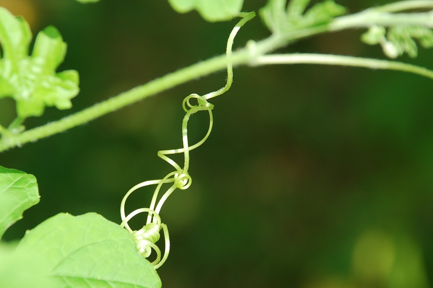My little vegetable garden: Art in the garden.