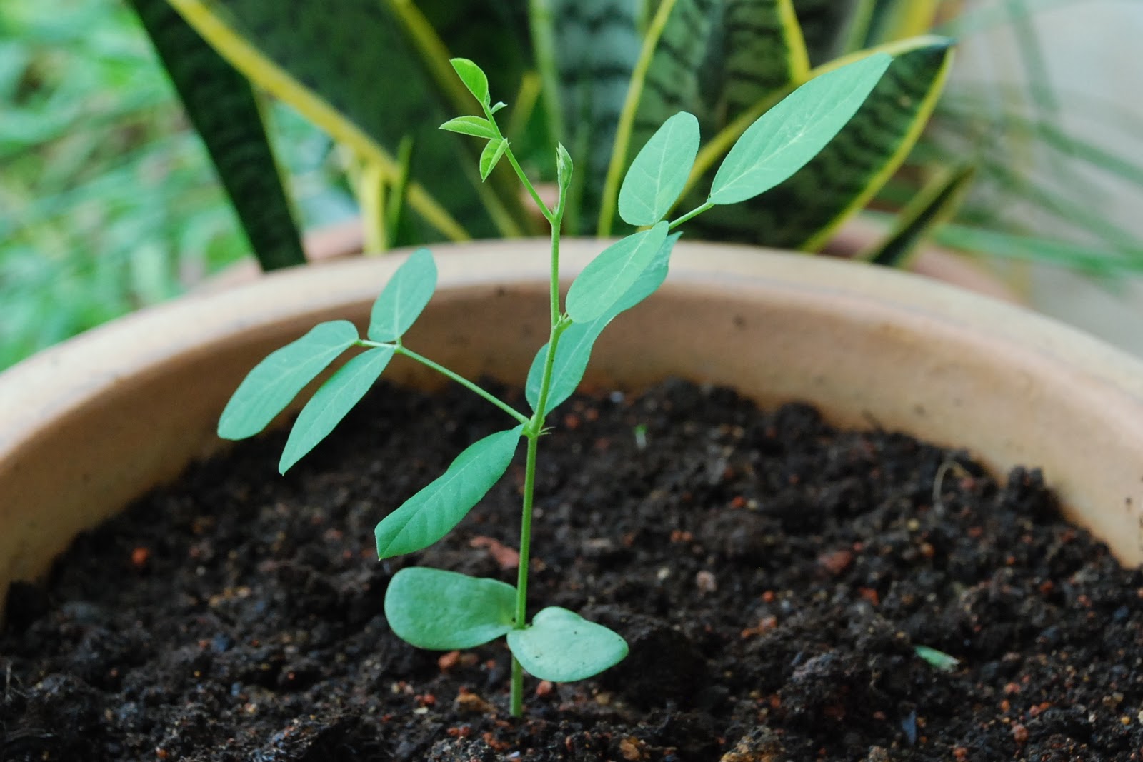 My little vegetable garden: Clitoria ternatea: the third, fourth and fifth