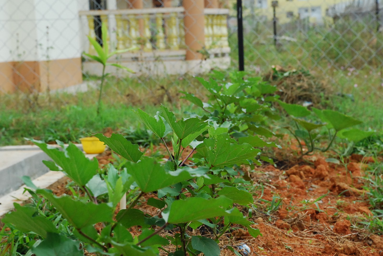 My little vegetable garden: Growing roselle: they are getting stronger
