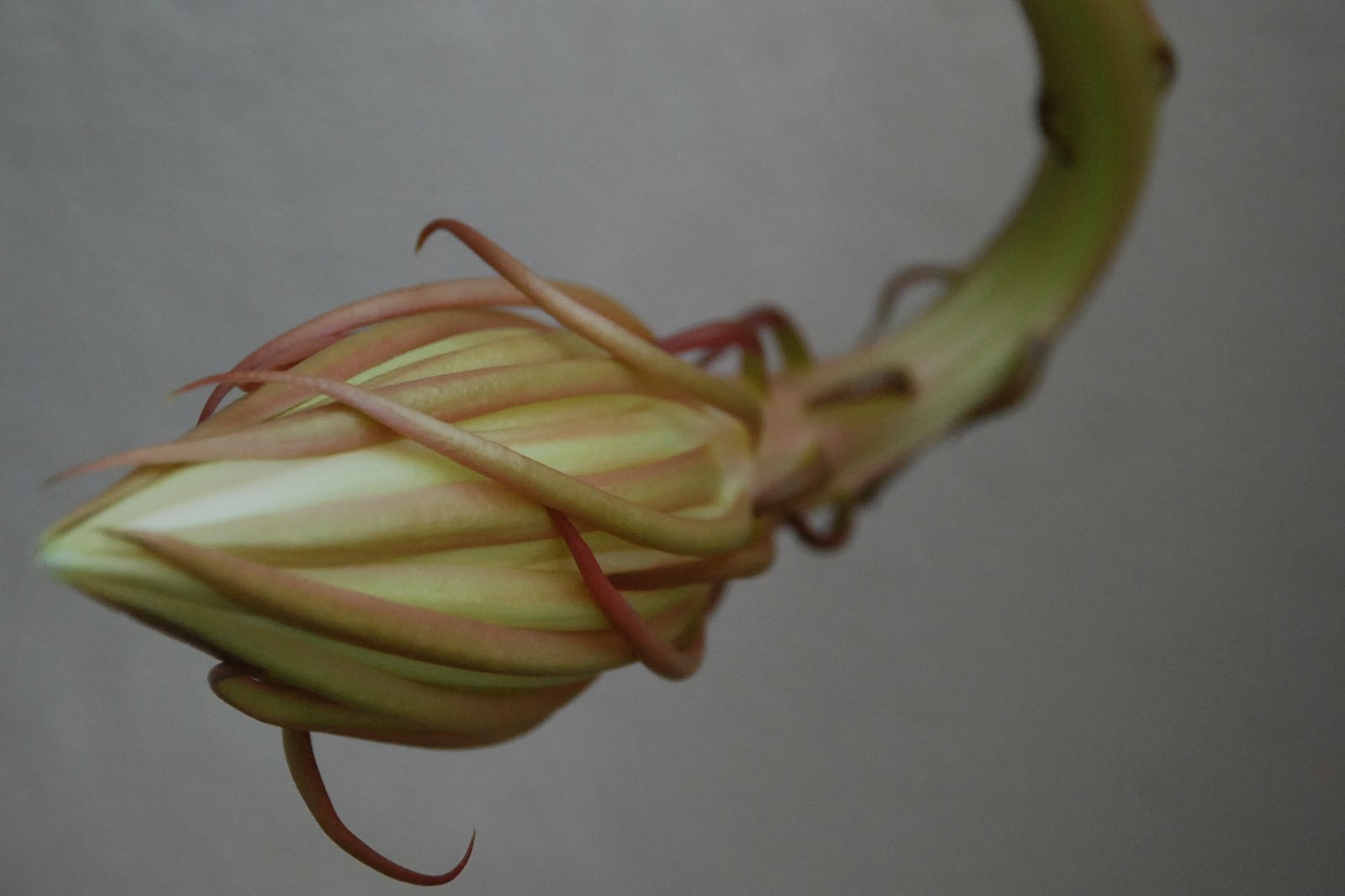 Bunga Bakawali; the day it blooms - Design Kebun