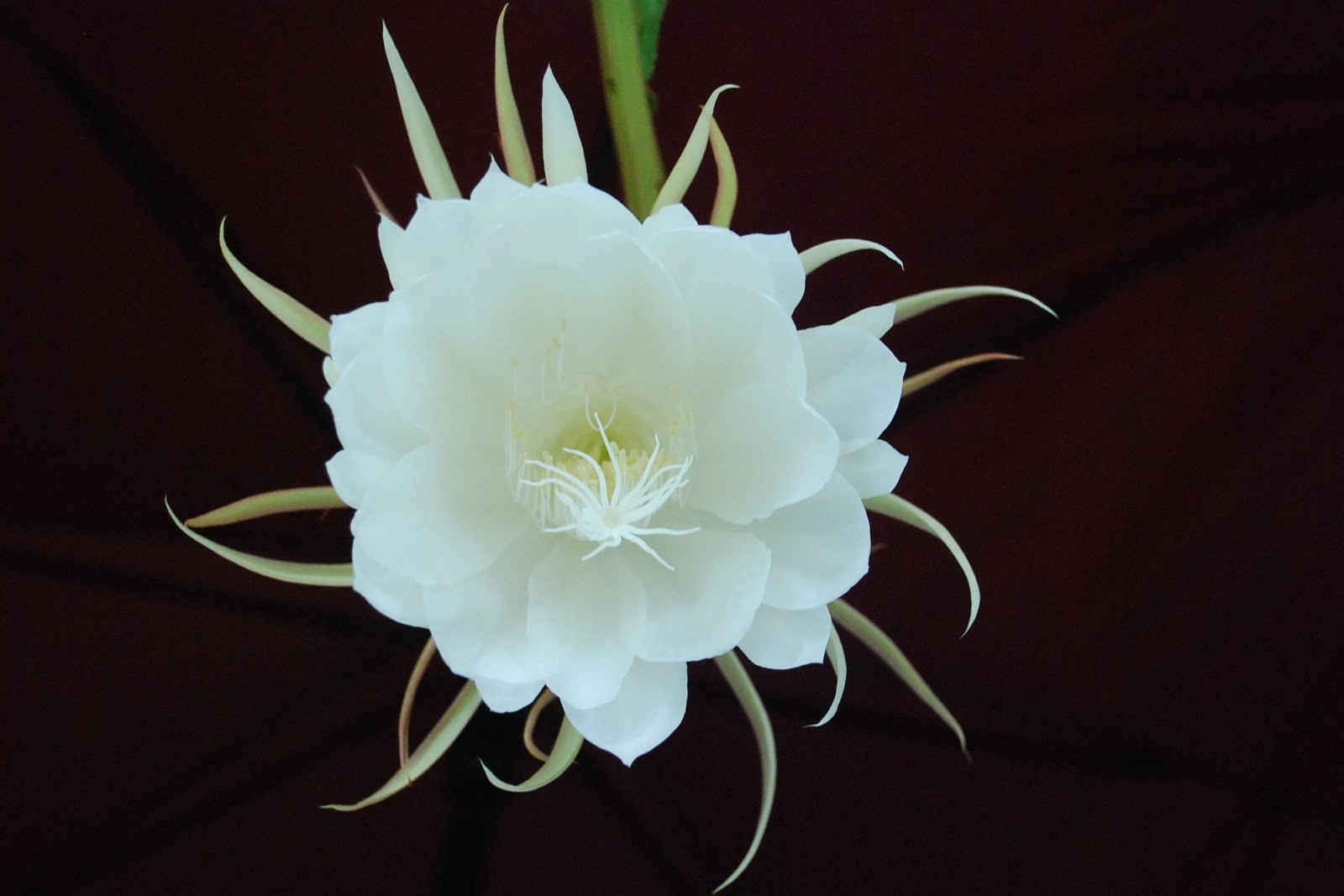 My little vegetable garden: Bunga Bakawali blooming: 9pm - 10pm at the ...