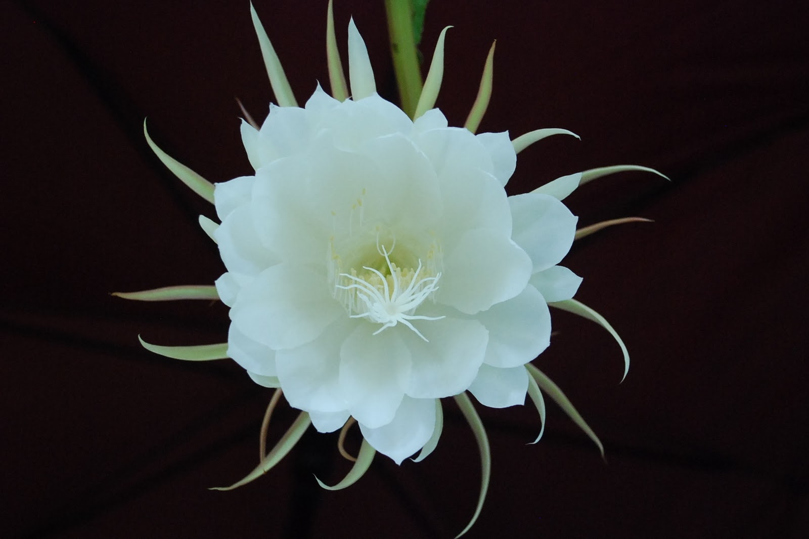 My little vegetable garden: Bunga Bakawali blooming: 9pm - 10pm at the ...