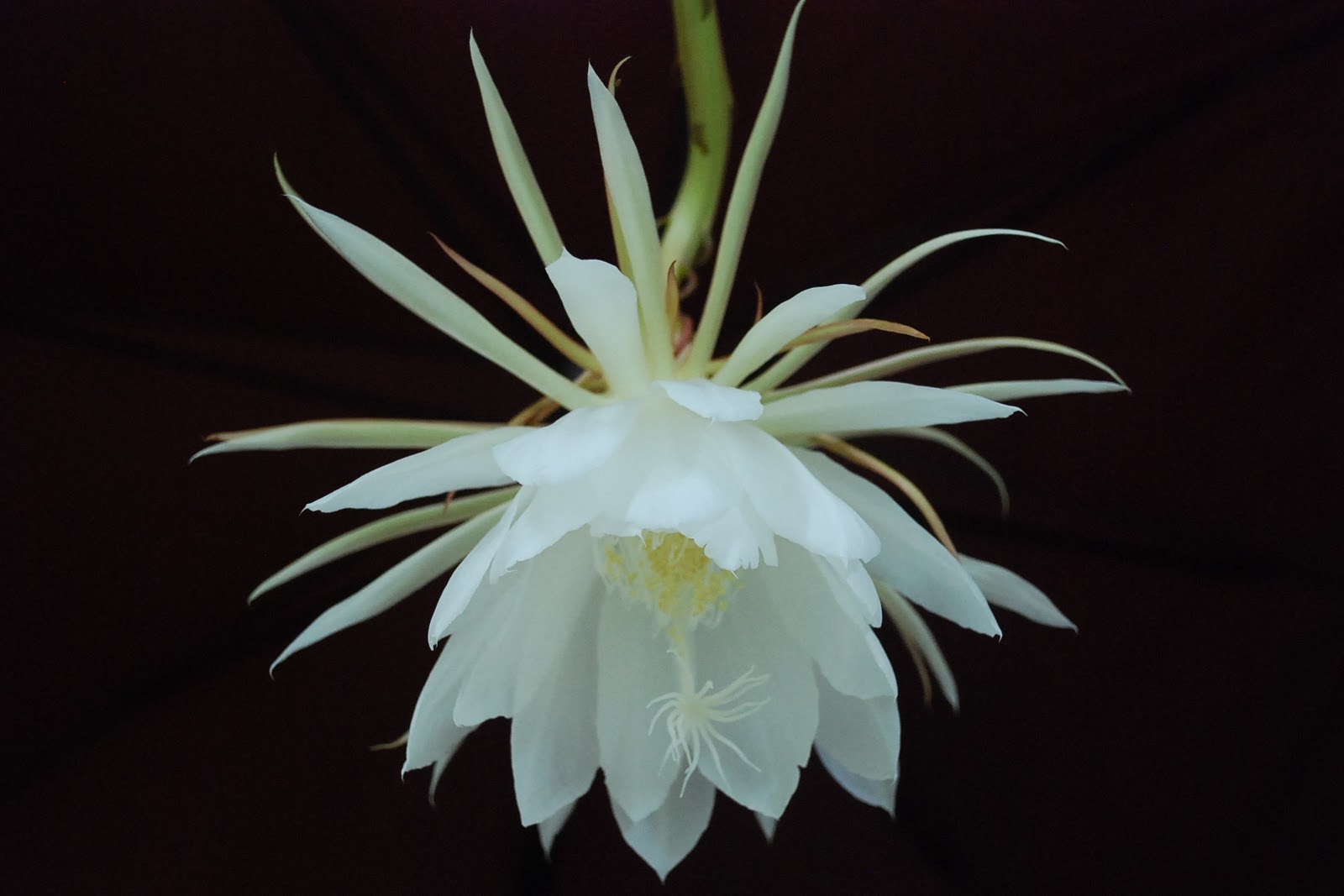 My little vegetable garden: Bunga Bakawali blooming: 2am - 3am, early ...