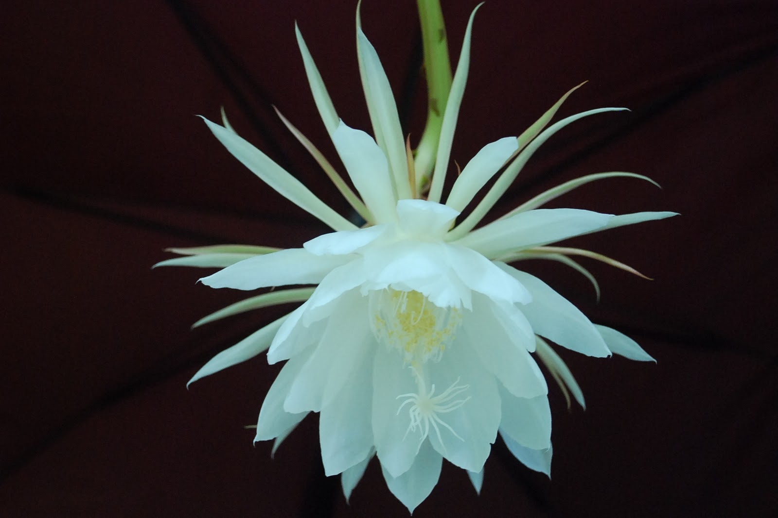 My little vegetable garden: Bunga Bakawali Blooming, the stages.