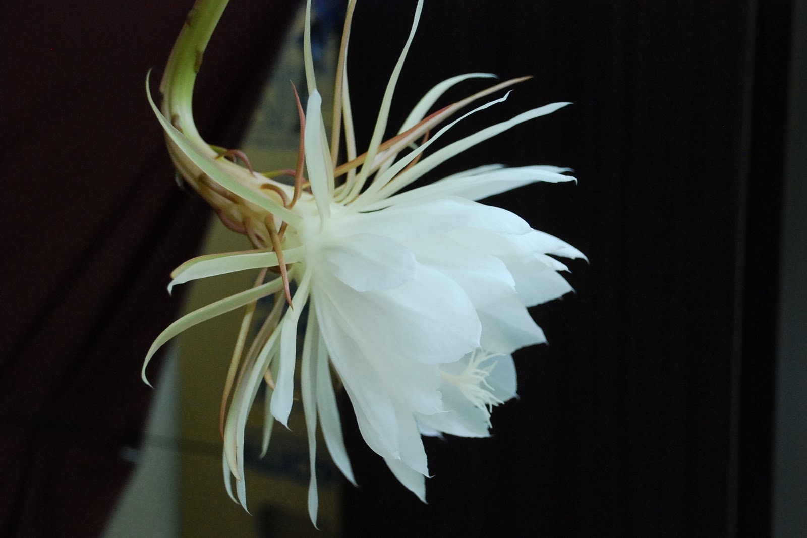 Bunga Bakawali Blooming, the stages. - Design Kebun