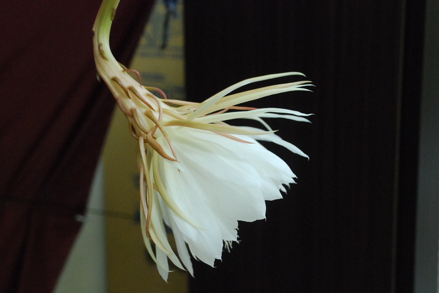 My little vegetable garden: Bunga Bakawali Blooming, the stages.