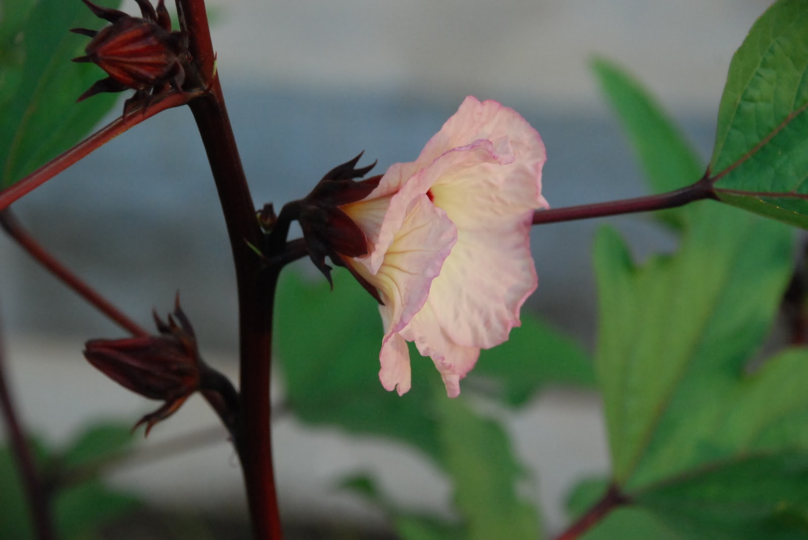 My little vegetable garden: Growing roselle: when they bloom