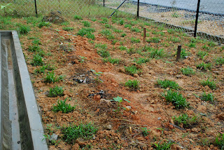 My little vegetable garden: Growing roselle: when they bloom