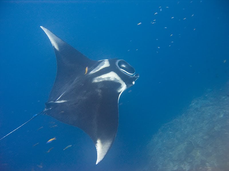ORGANIZACIÓN SOS OCEANOS: Majestuosa Manta Raya