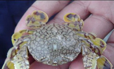 FUN GREEDY: Top 10 Weird Looking Crabs in the World
