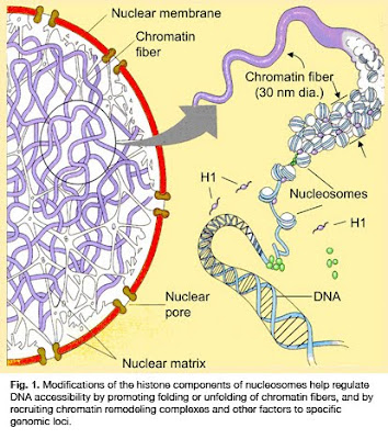 K: DNA Folding (School revision)