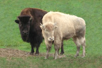 Spirit of the Lake People: Lakota Rick Two Dog Sings, "It's a Wonder"