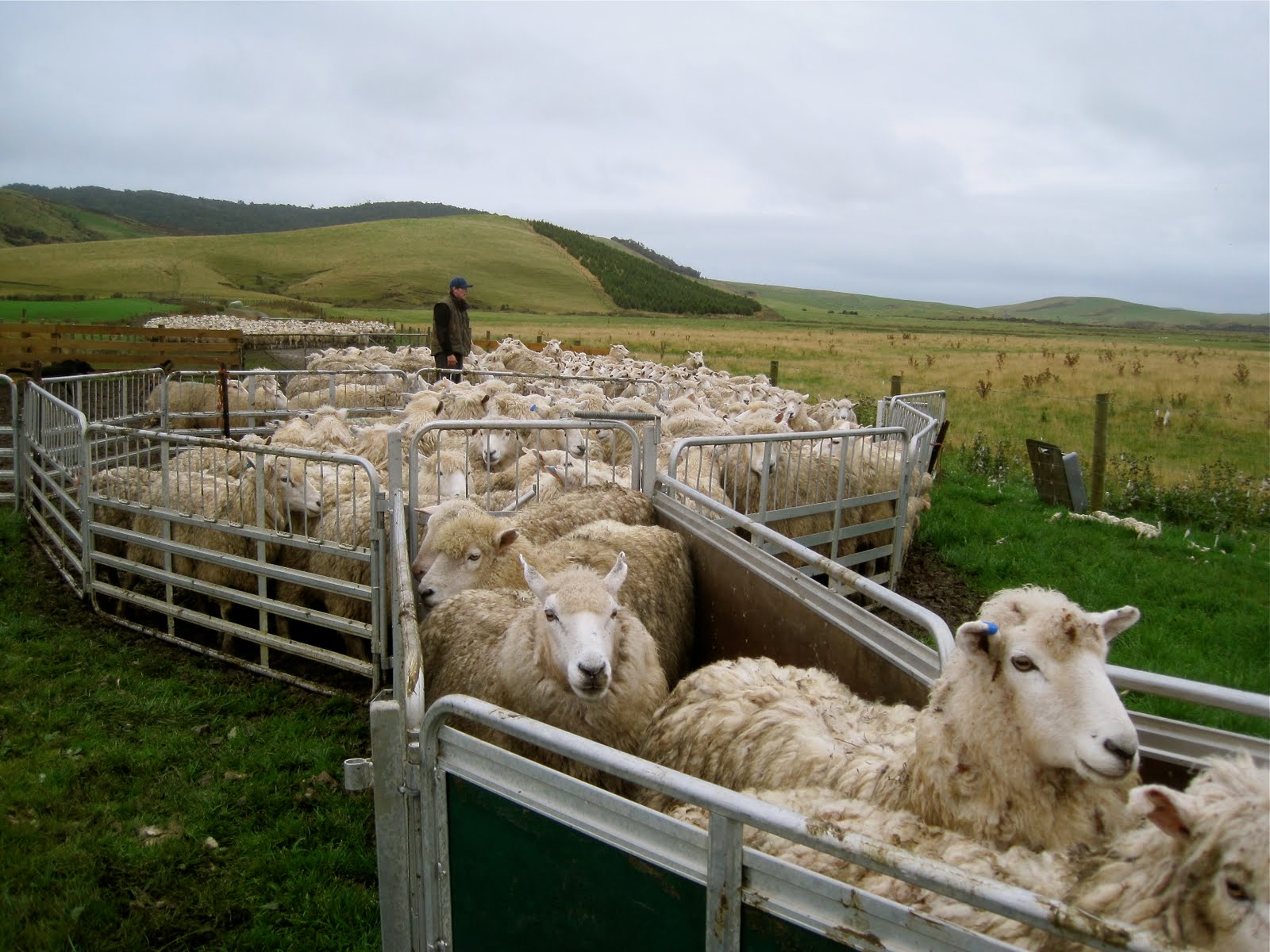 Williams Family Adventure: Sheep in Southland & The World's Fastest Indian