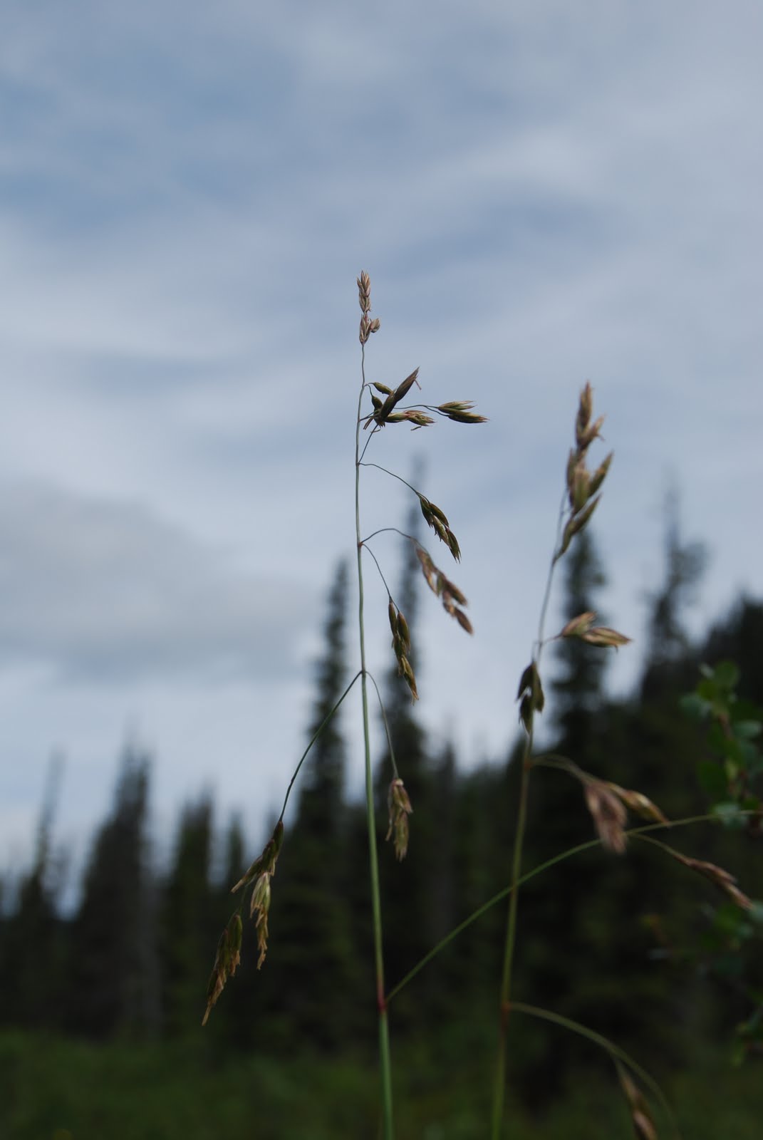 Fire and Ice: North Meets South: Phantasmagorical Research Team and ...