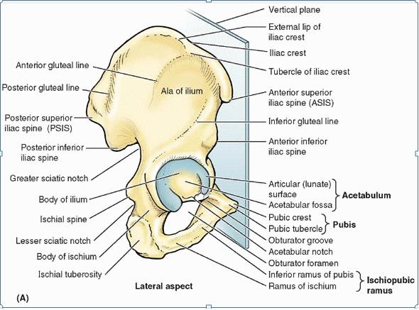 H is for Huey Ting (:: Superficial Anatomy of Buttock