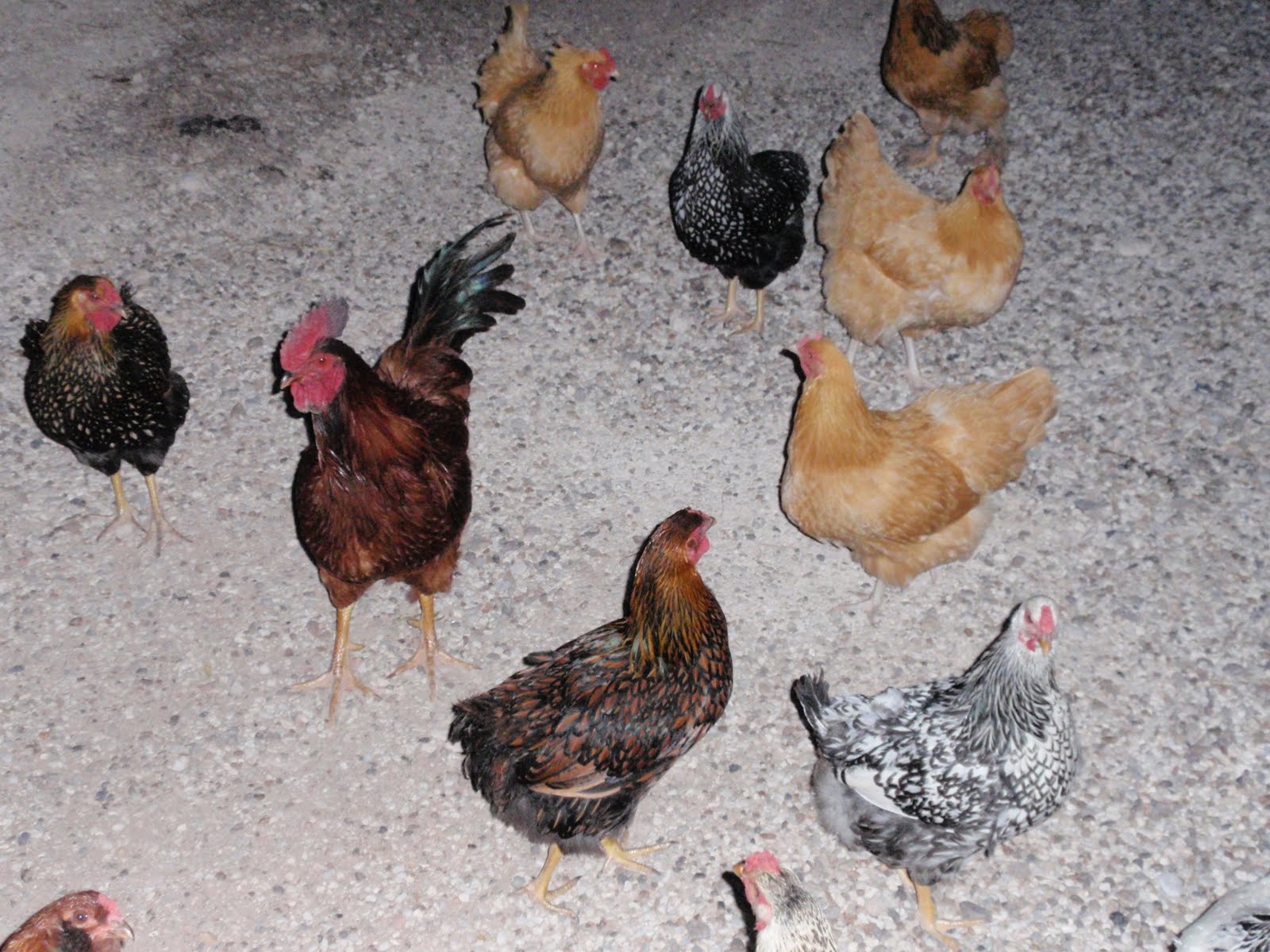 Knitrageous: There Ain't Nobody Here But Us Chickens