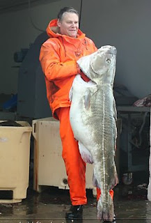 Wild West Fishing: The biggest cod ever