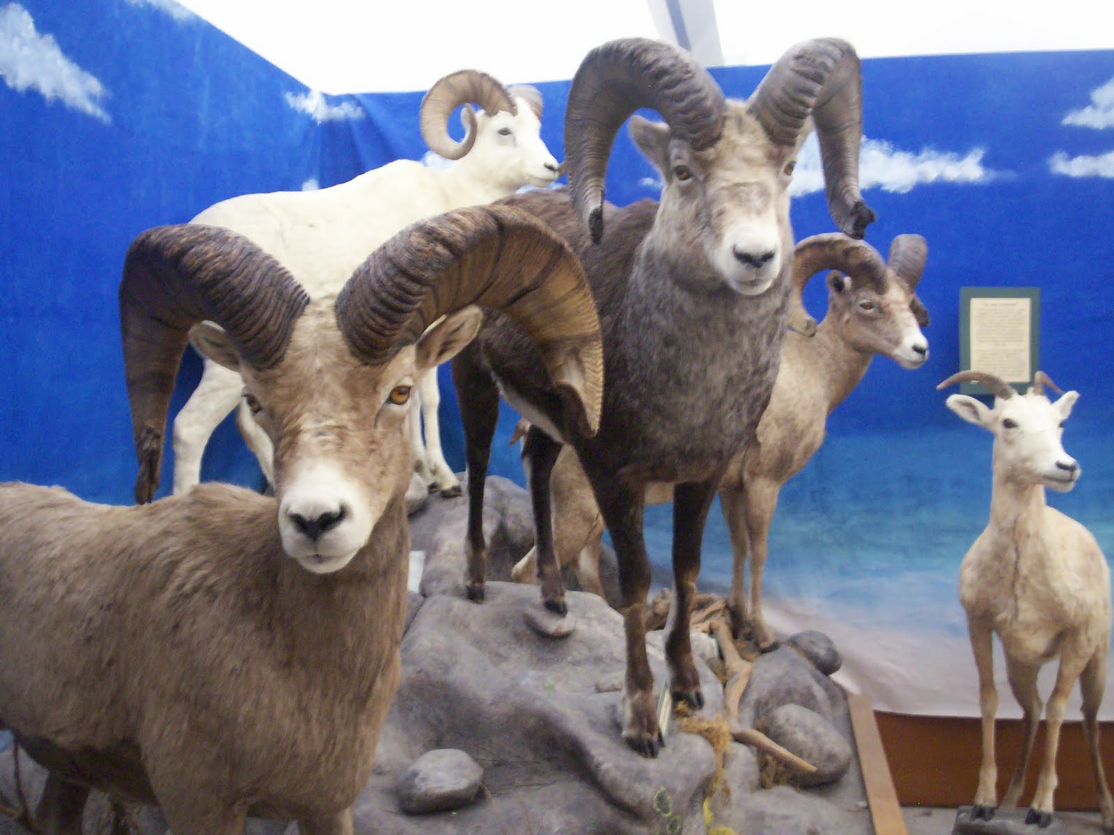 Tripping around Washington: Connor Museum - WSU