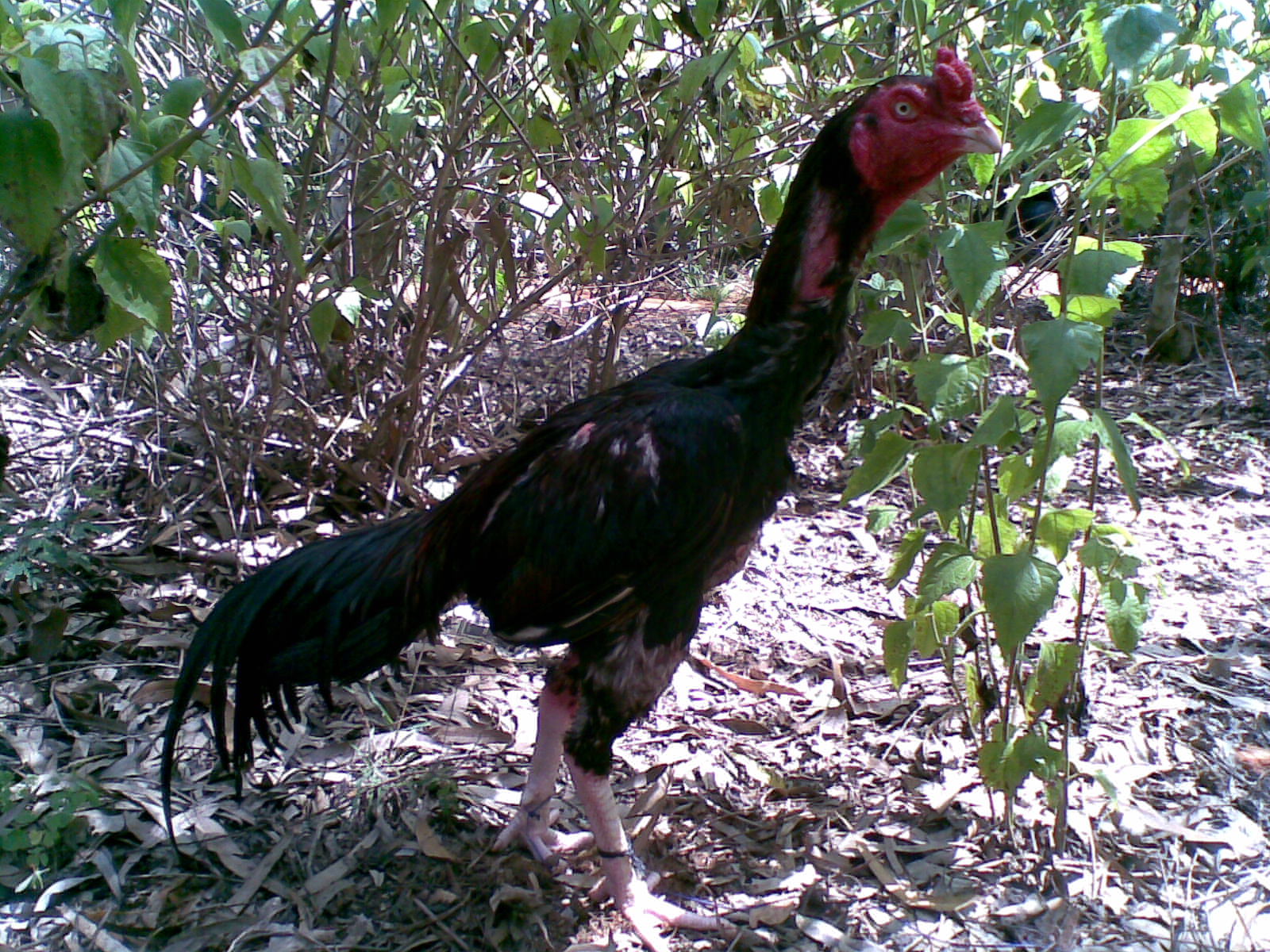 Fighting Rooster: Hyderabad asil