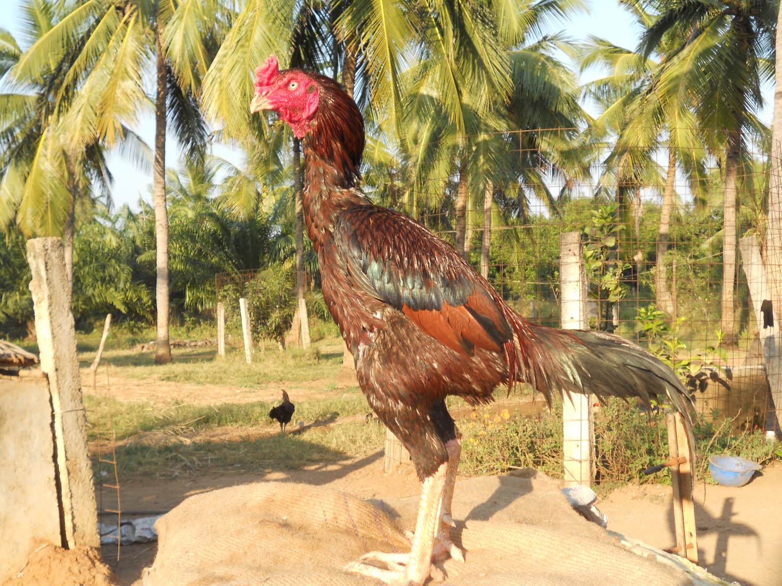Fighting Rooster: yakoot asil