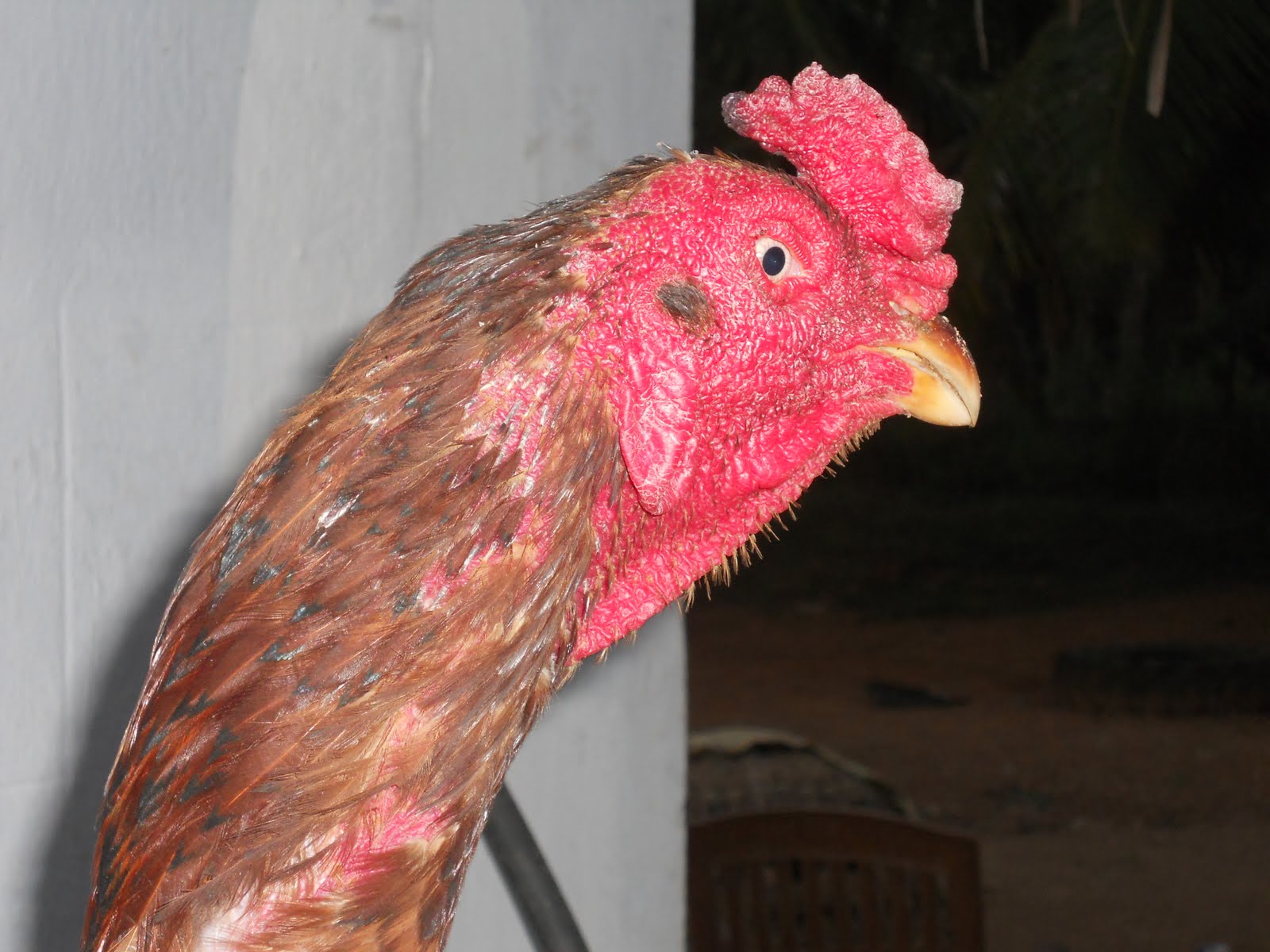 Sathineni: Aseels - Indian Rooster