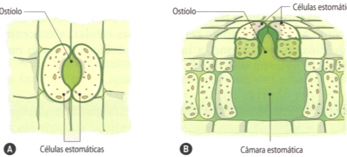 Biologia e Geologia: Estomas