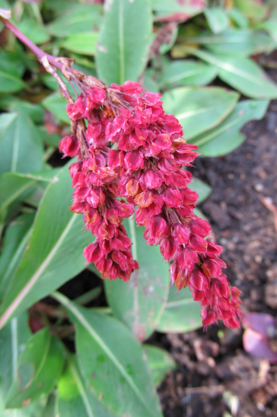 Flowercents: November 2010