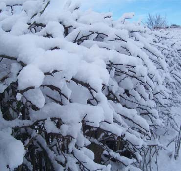 Binsar: Binsar Weather