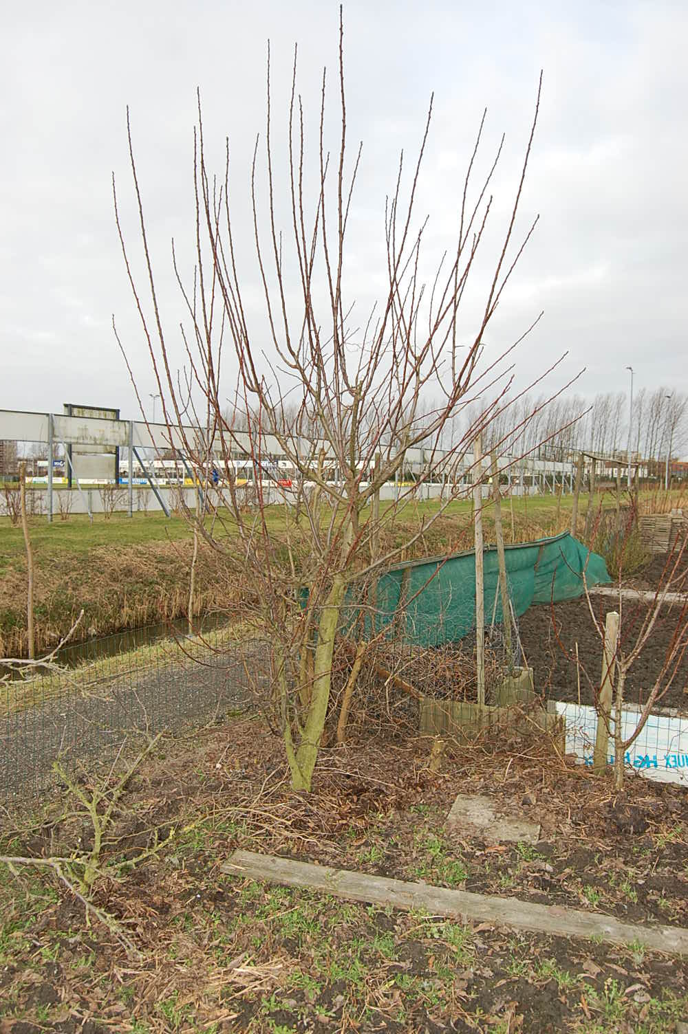 moestuin van Leonie: gesnoeid