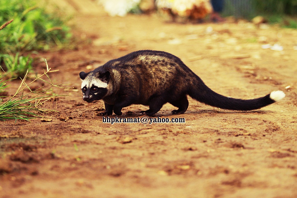 Musang Bulan