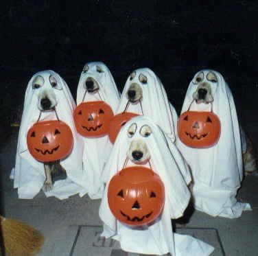 Dogs Wearing Costumes - Cute Pictures of Dogs in Costumes: Cute trick ...