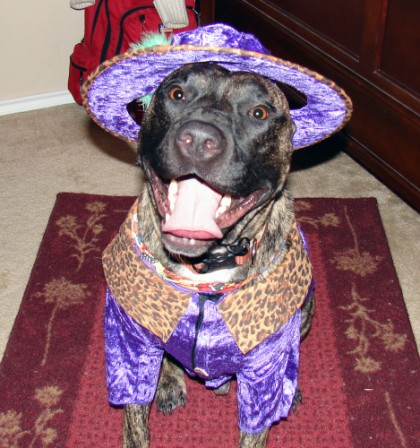 Dogs Wearing Costumes - Cute Pictures of Dogs in Costumes: 10/18/10