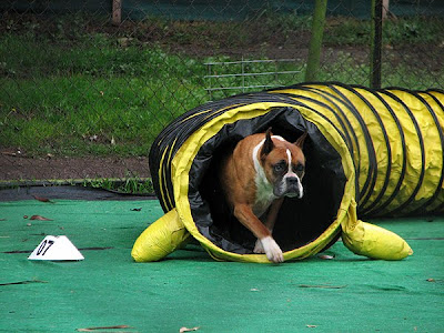boxer club chile: AGILITY