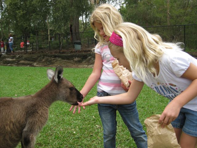 The Anscombe Four: Australian Animal Antics!
