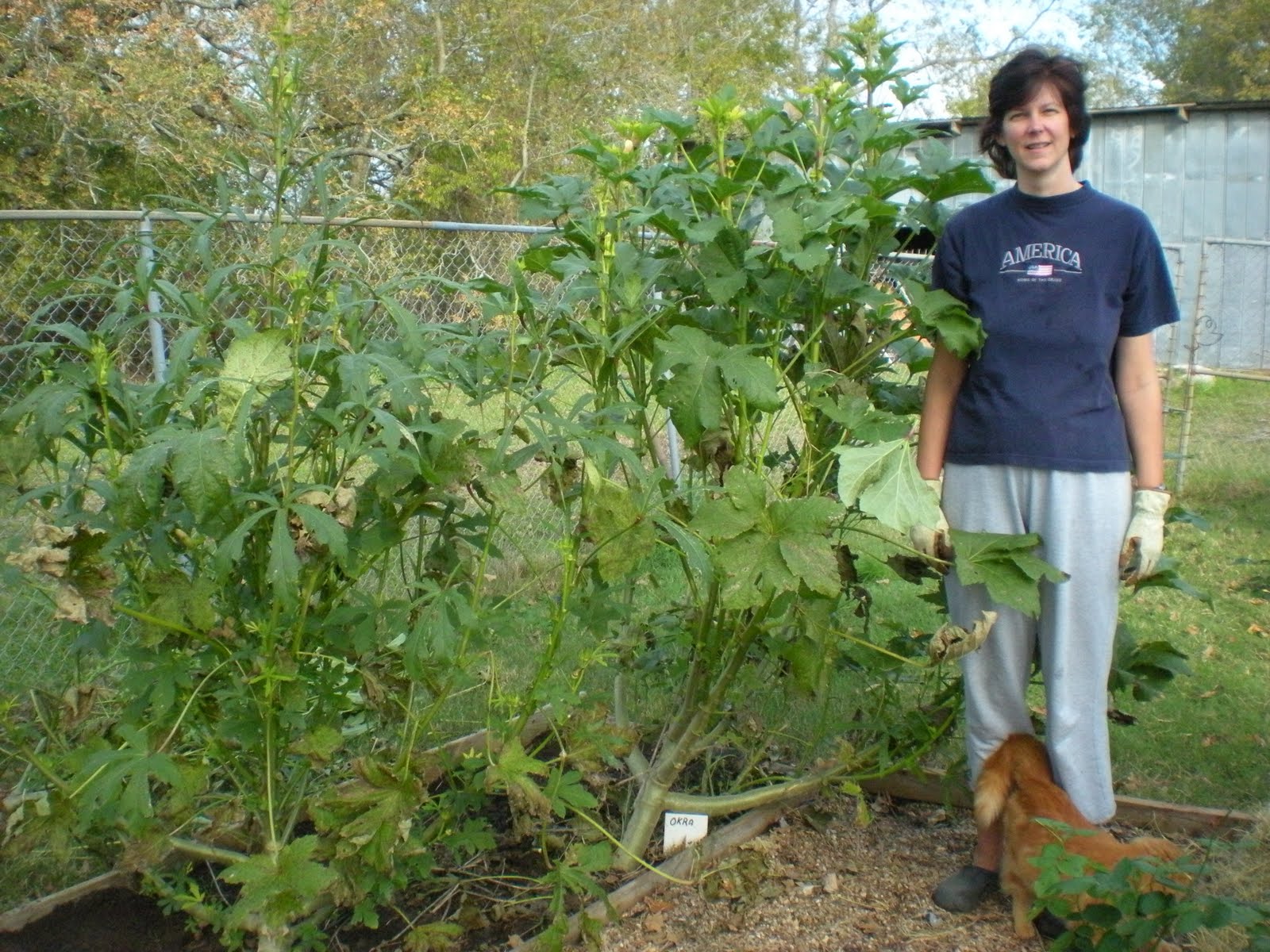As My Garden Grows: Ode to the "Okra" Tree