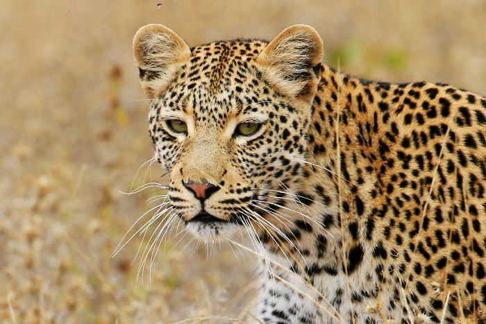 .: Shongile Female Leopard