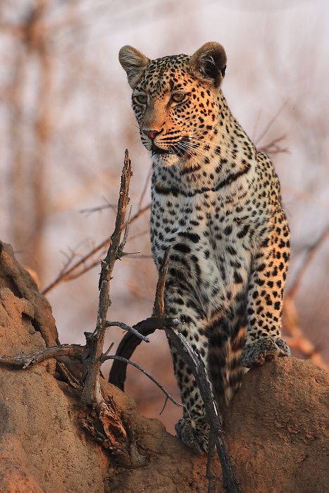 .: Kuhanya Female Leopard