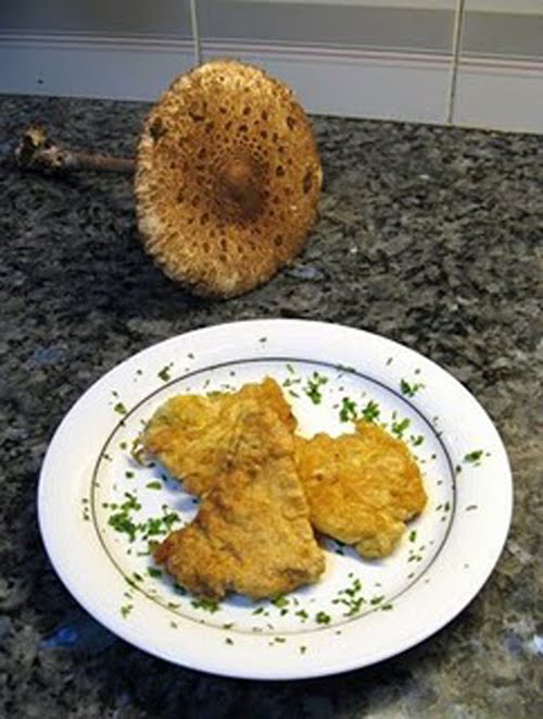 Menjar bé a fora i a casa.: TEMPS DE BOLETS