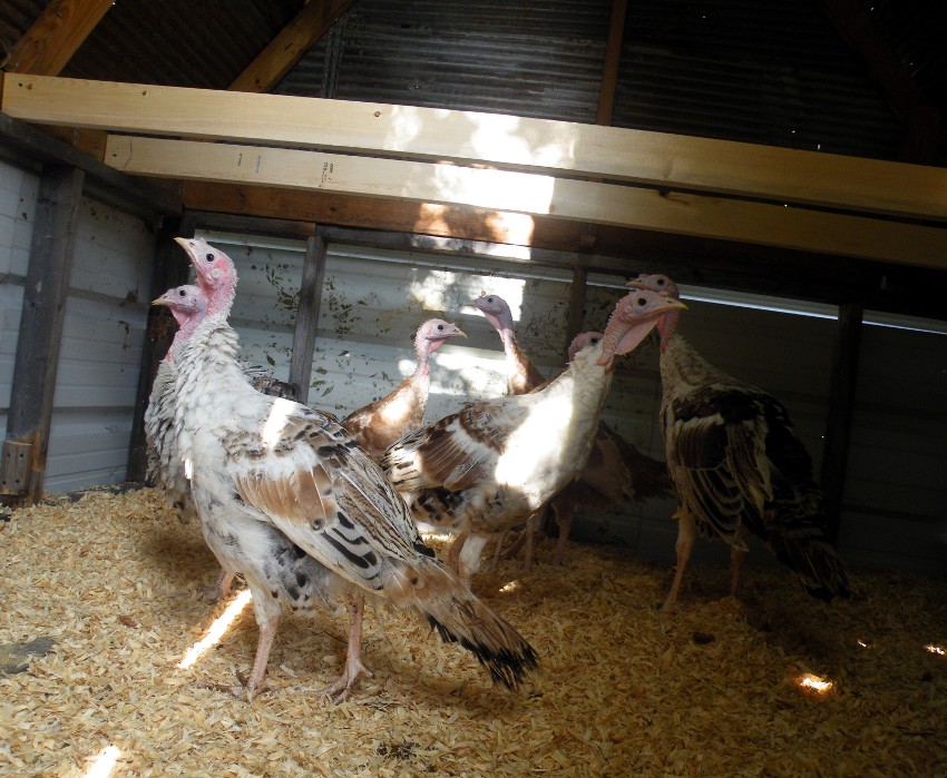 Living A Farmer's Life: Turkey Coop Is Finished!