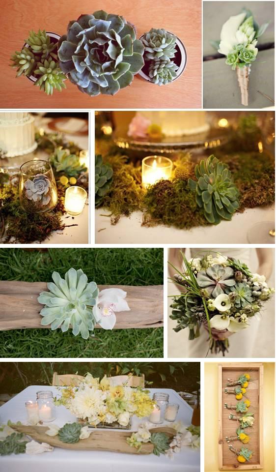 Eleven Twenty Five Eleven: And pretty succulents all in a row!