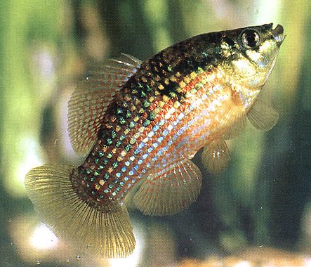 Resources for Florida Master Naturalists: Florida's Freshwater Fish